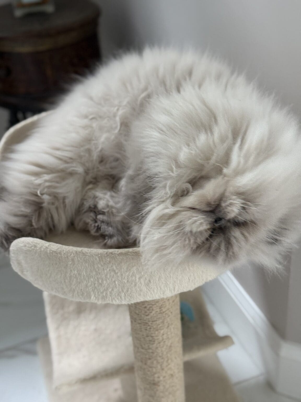 Available Kittens - Persian Kittens - Powderpuff Persians