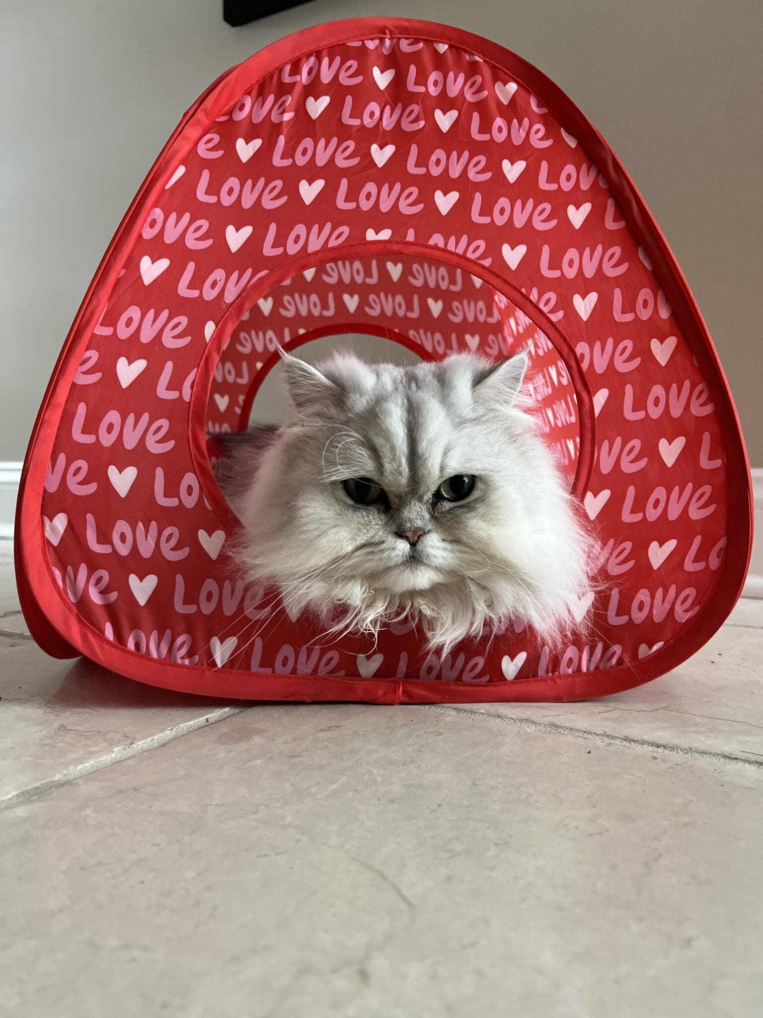 Available Kittens - Persian Kittens - Powderpuff Persians